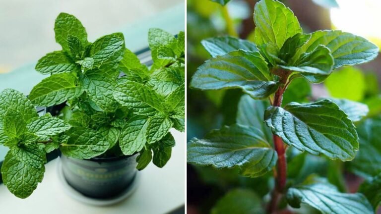 Growing Mint: A Complete Guide to Cultivating Fresh, Aromatic Leaves at ...