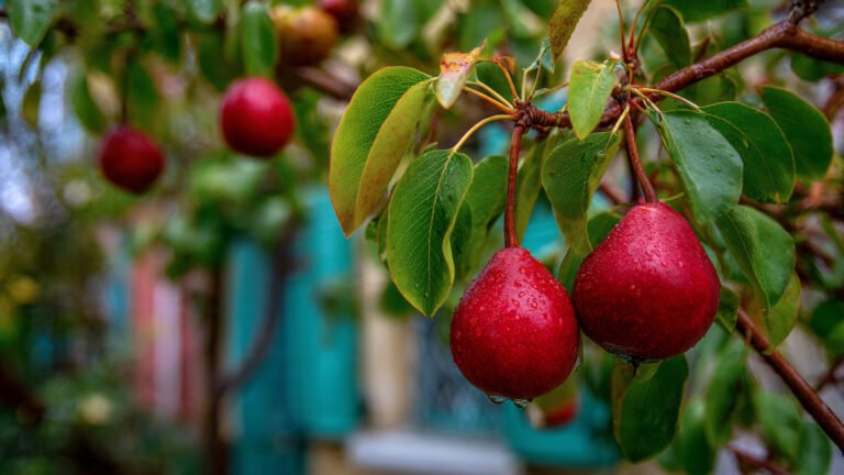 How to Successfully Grow a Dwarf Pear Tree in Your Backyard for ...