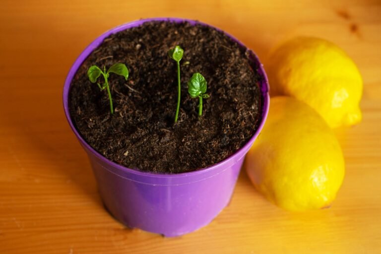 Grow Lemon Trees From Scratch: A Complete 1200-Word Guide to Raising ...